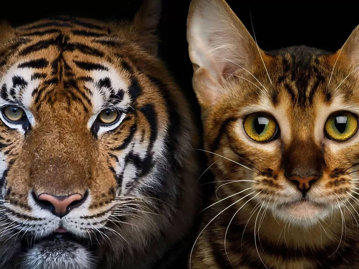 Animales De La Familia Felidae