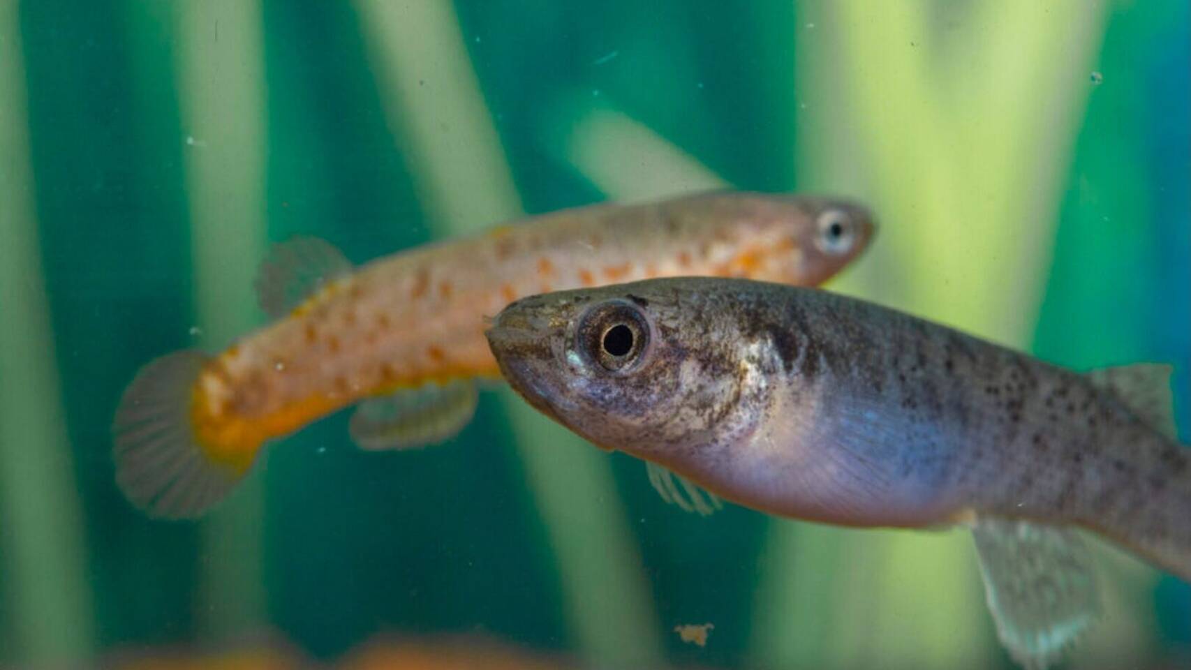Ni agua ni oxígeno: el extraño pez que sobrevive meses oculto en ...