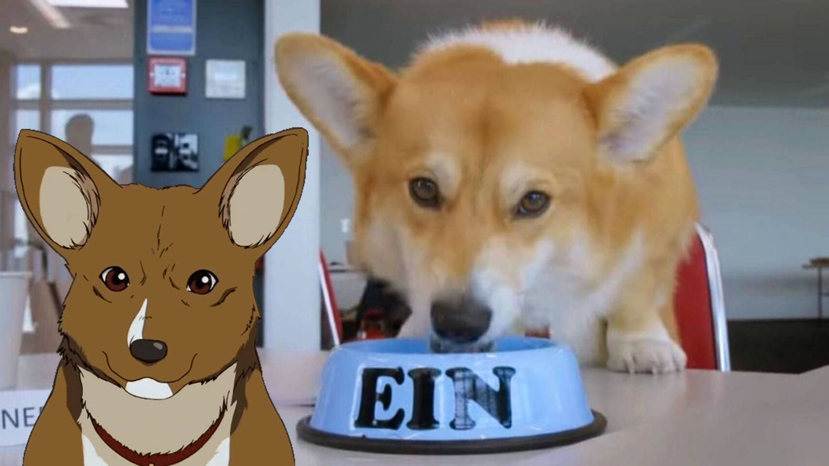 Los corgi que encarnan a Ein en 'Cowboy Bebop' de Netflix son las ...
