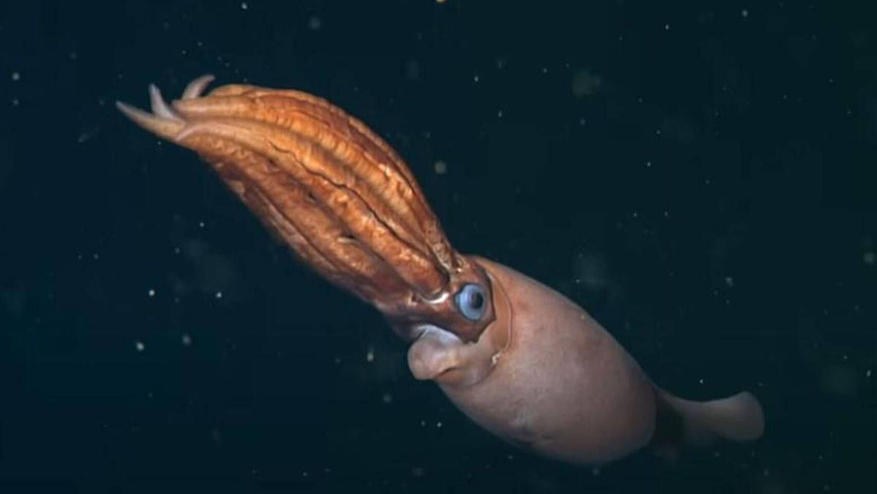 Científicos logran captar a un monstruoso calamar en Chile mostrando un ...