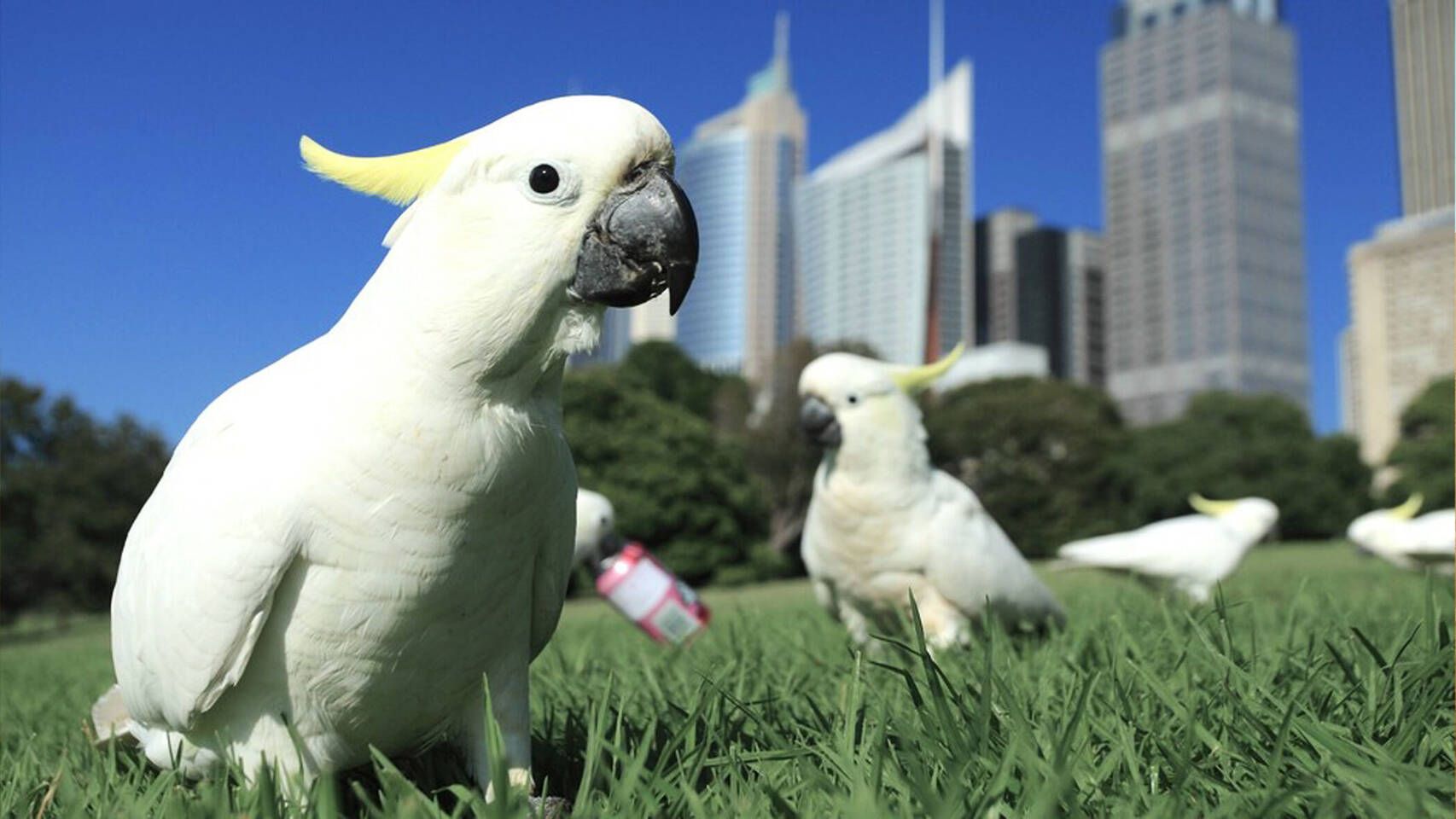 Qué es la psitacosis o 'gripe del loro', una enfermedad que ya ha ...