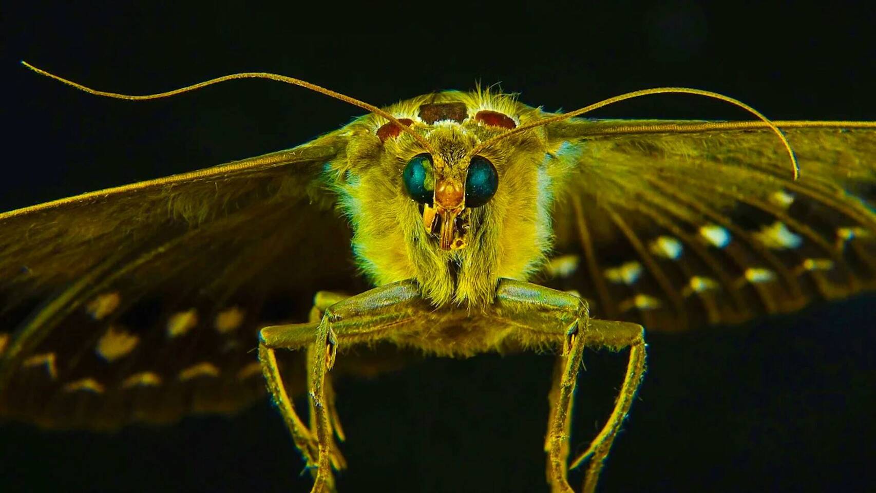 Ni pulgas ni mosquitos: alerta por una nueva plaga en España que está ...