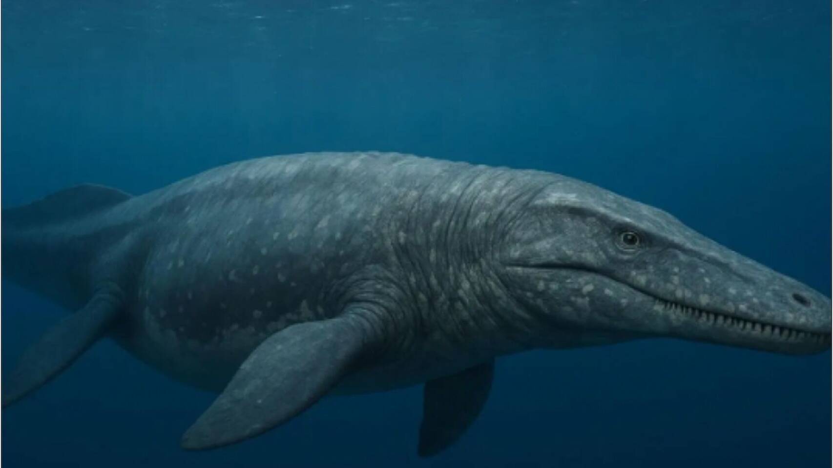 Marruecos desafía las normas: desentierra a un superdeprador marino de ...