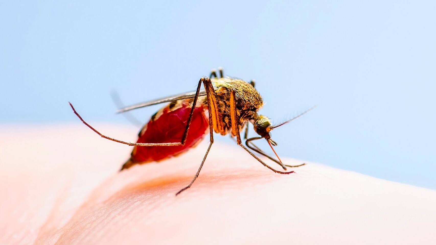 Jeffrey Riffell, biólogo, identifica qué colores de ropa atraen más a ...