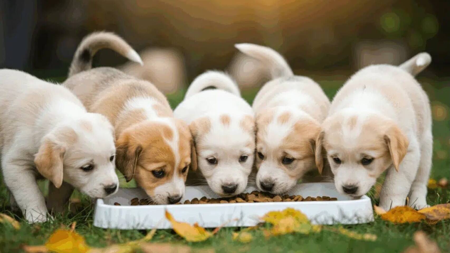 Ya es oficial: la Ley de Bienestar Animal prohíbe a los dueños y ...