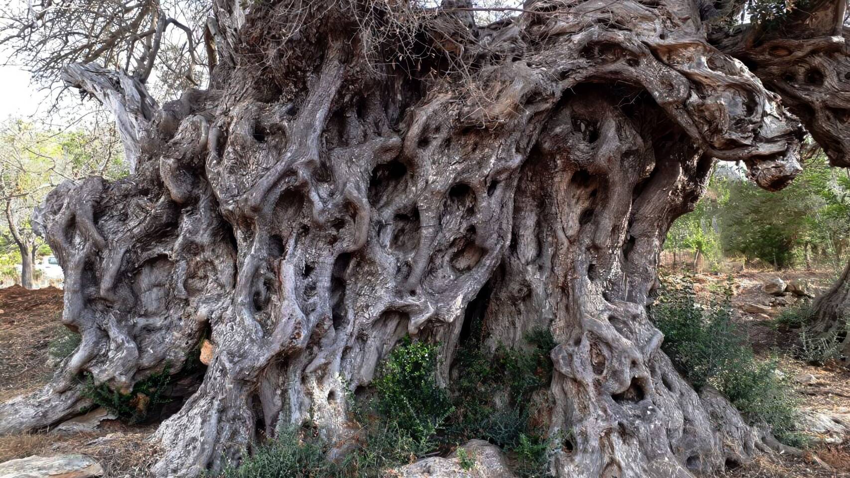 Este árbol milenario español tiene más de 1.700 años, ha sobrevivido al ...