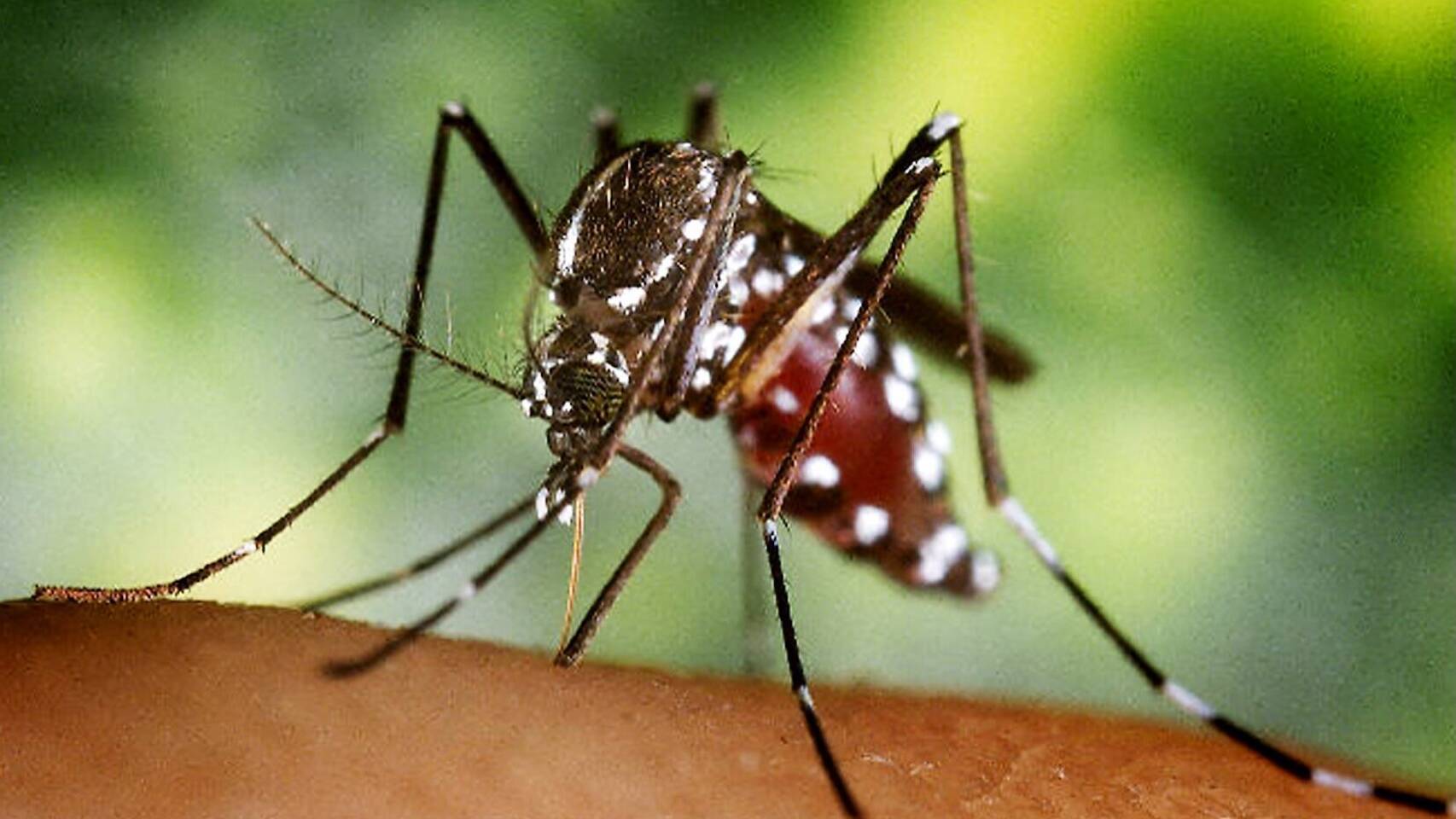 Sammy lacey onlyfans leaks hallana is laid back, awesome