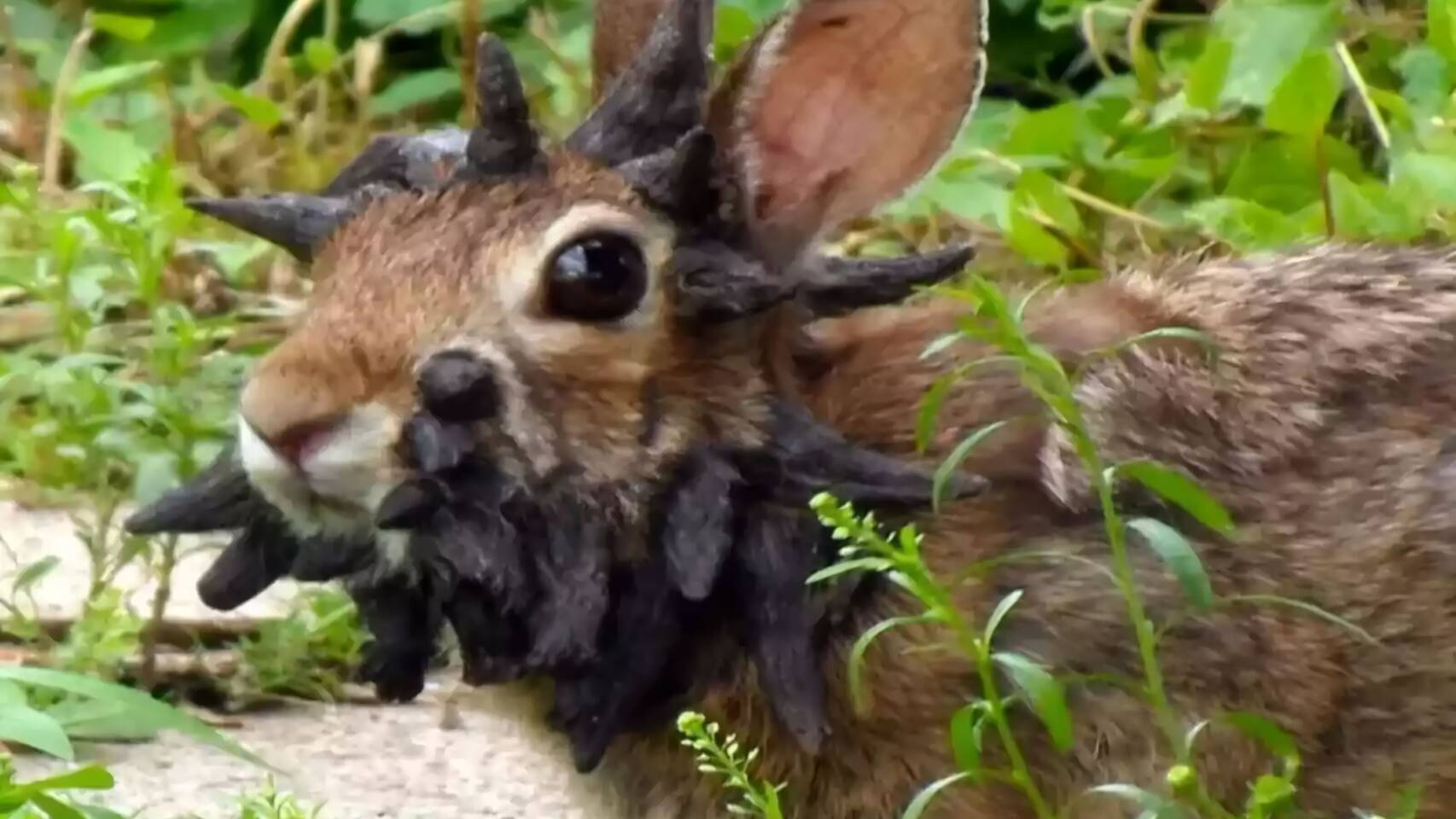 Alarma y preocupación por un virus que hace crecer cuernos y tentáculos ...