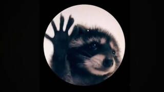 ¿De dónde viene el meme del mapache y por qué se ha convertido en la ...