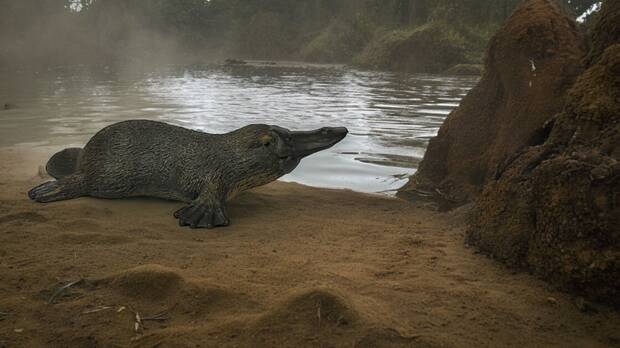 El descubrimiento de los restos de mamíferos de hace 100 millones de ...