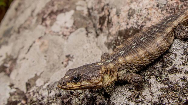 Reaparece una extraña especie de lagarto que se creía extinta desde ...