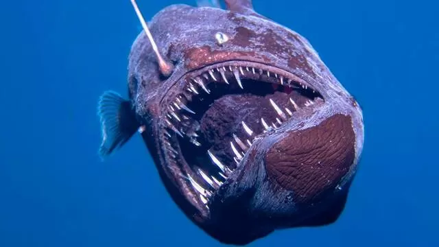 Pez De Aguas Profundas En El Fondo Del Ocano Un Pez Aterrador Con