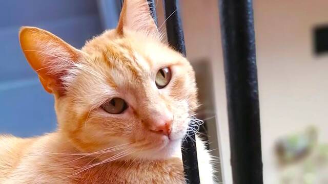 Carlos Gutiérrez, veterinario: 'La mayoría de los gatos naranjas en ...