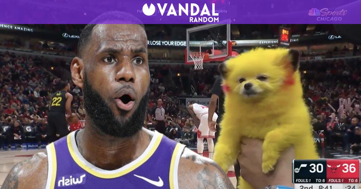 El perro Pikachu vuelve a ser viral en la NBA y multan a su dueño con ...
