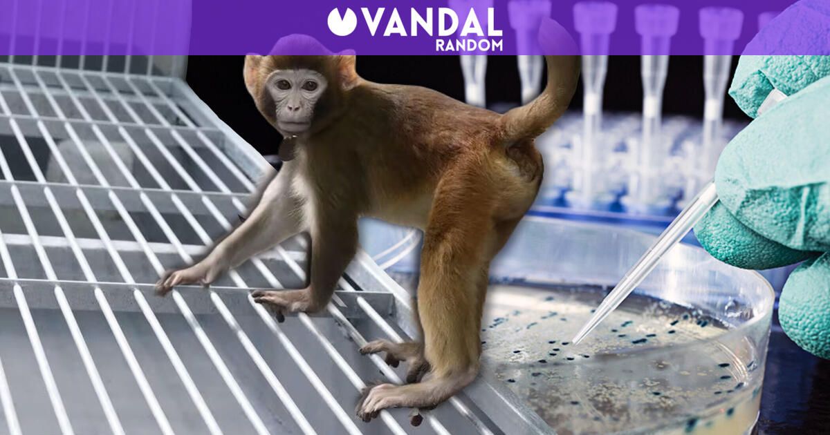 Científicos chinos clonan un mono con una técnica diferente a la de la ...