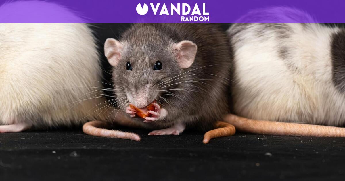 La guerra contra las ratas 'drogadictas' que arrasan con alijos en un ...