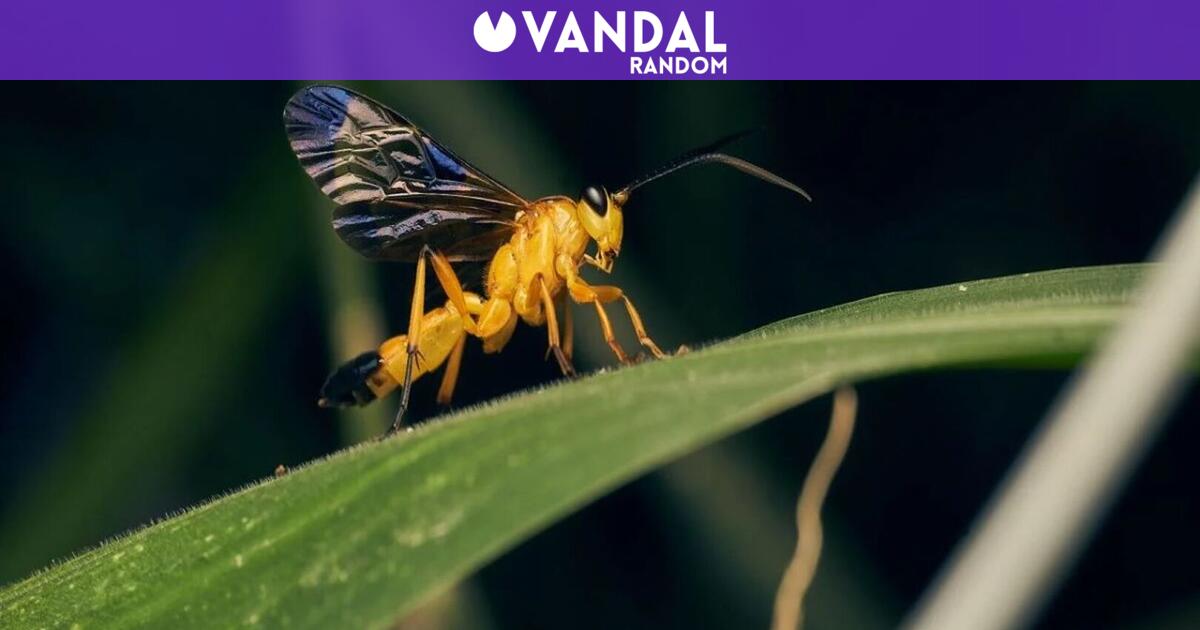 Millones de avispas vampiro arrasan el Amazonas: muerde con sus ...