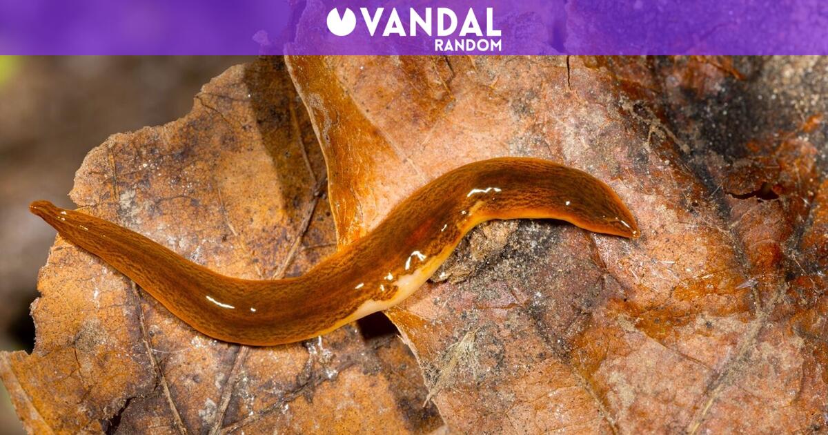 Crece la preocupación en Europa: el gusano 'mortal' que se clona a sí ...