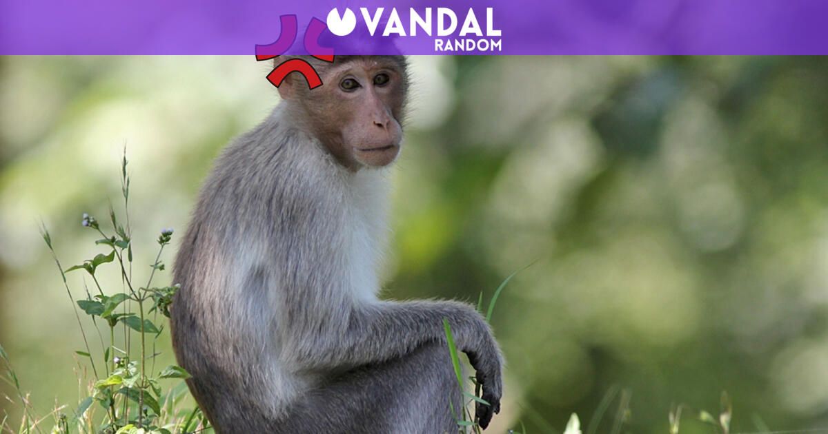 Un mono viaja más de 22 kilómetros para vengarse de un aldeano en India ...