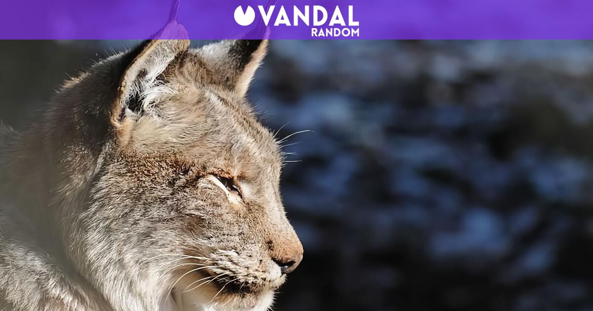 El felino extinto de mas de 30 kilos y casi metro y medio podría volver ...