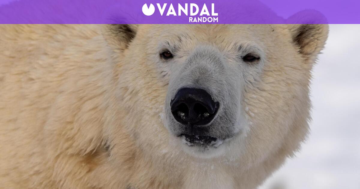La escena más salvaje del Ártico: una osa polar de 300 kilos devora un ...