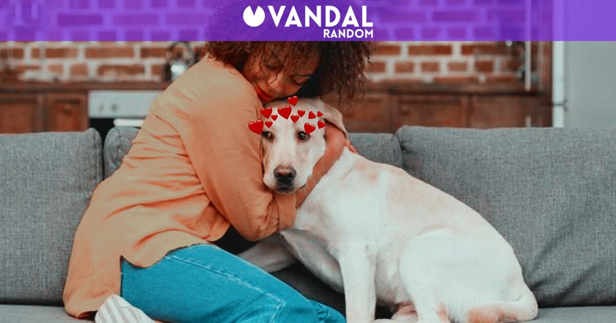 Los perros son capaces de entendernos mejor de lo que pensamos - Vandal ...