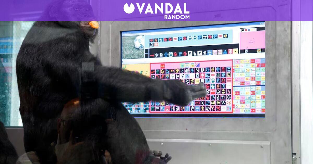 La imaginación no es solo cosa de humanos, un primate ha demostrado ...