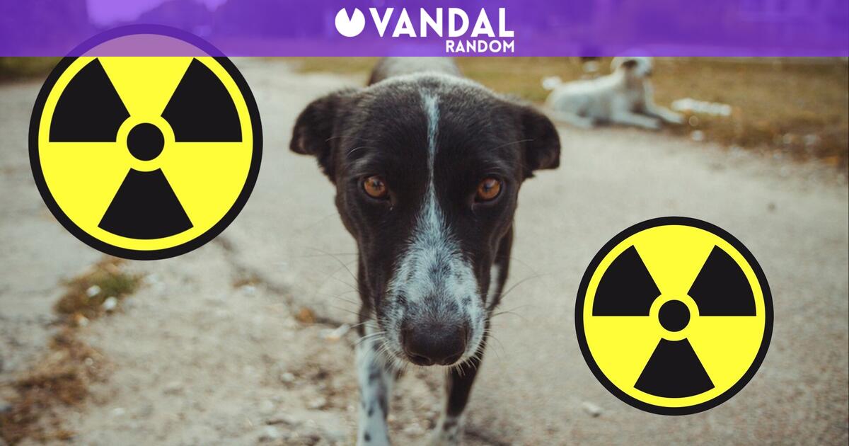 El accidente nuclear de Chernóbil ha cambiado genéticamente a los perros de la zona - Vandal Random