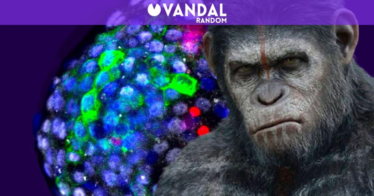 Científicos españoles crean en China embriones que mezclan mono y ...