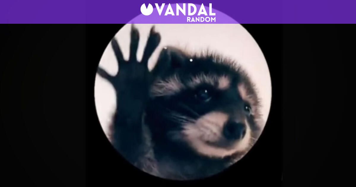 ¿De dónde viene el meme del mapache y por qué se ha convertido en la ...