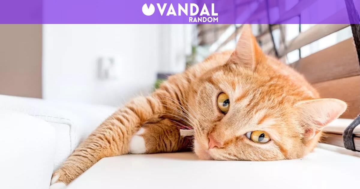 Los veterinarios coinciden: la personalidad de los gatos está ...