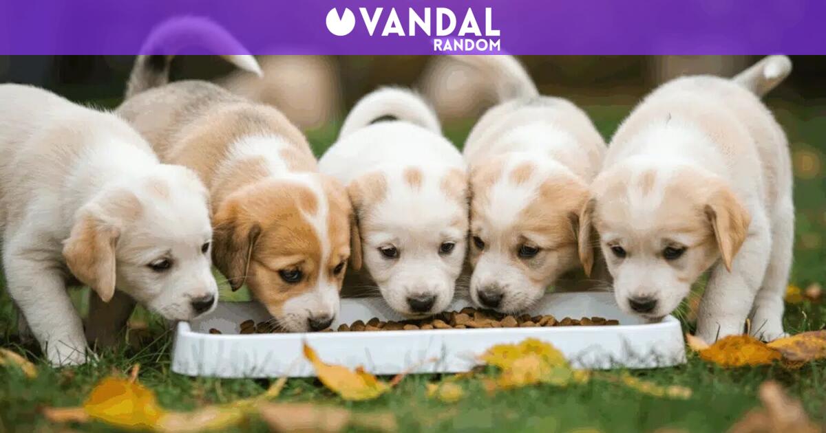 Ya es oficial: la Ley de Bienestar Animal prohíbe a los dueños y ...