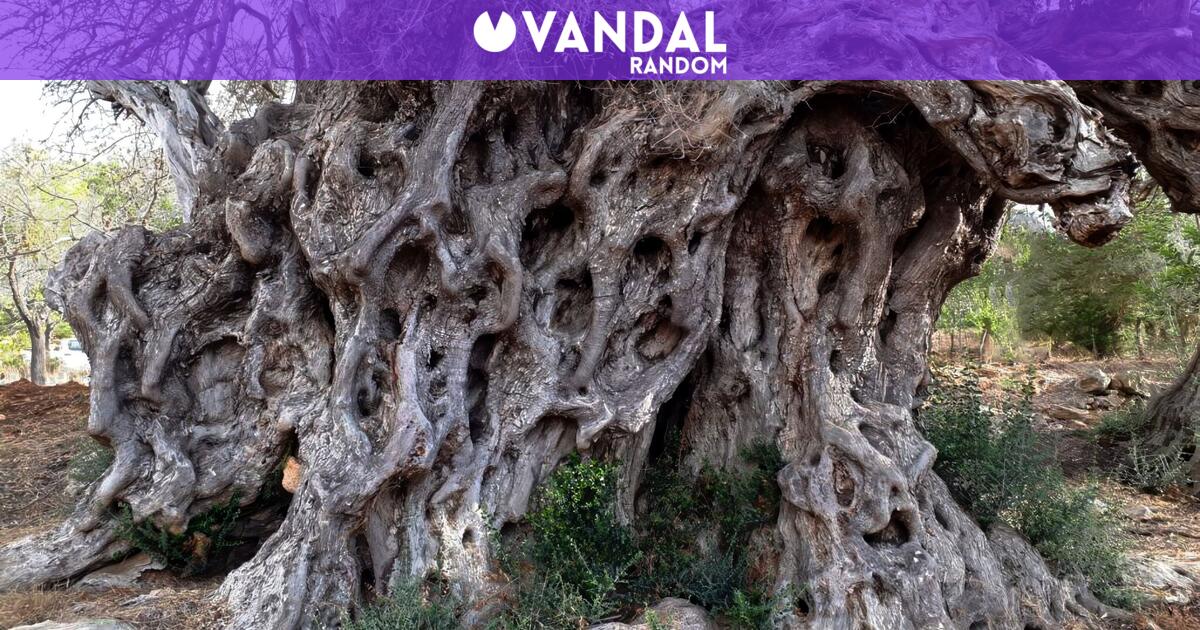 Este árbol milenario español tiene más de 1.700 años, ha sobrevivido al ...