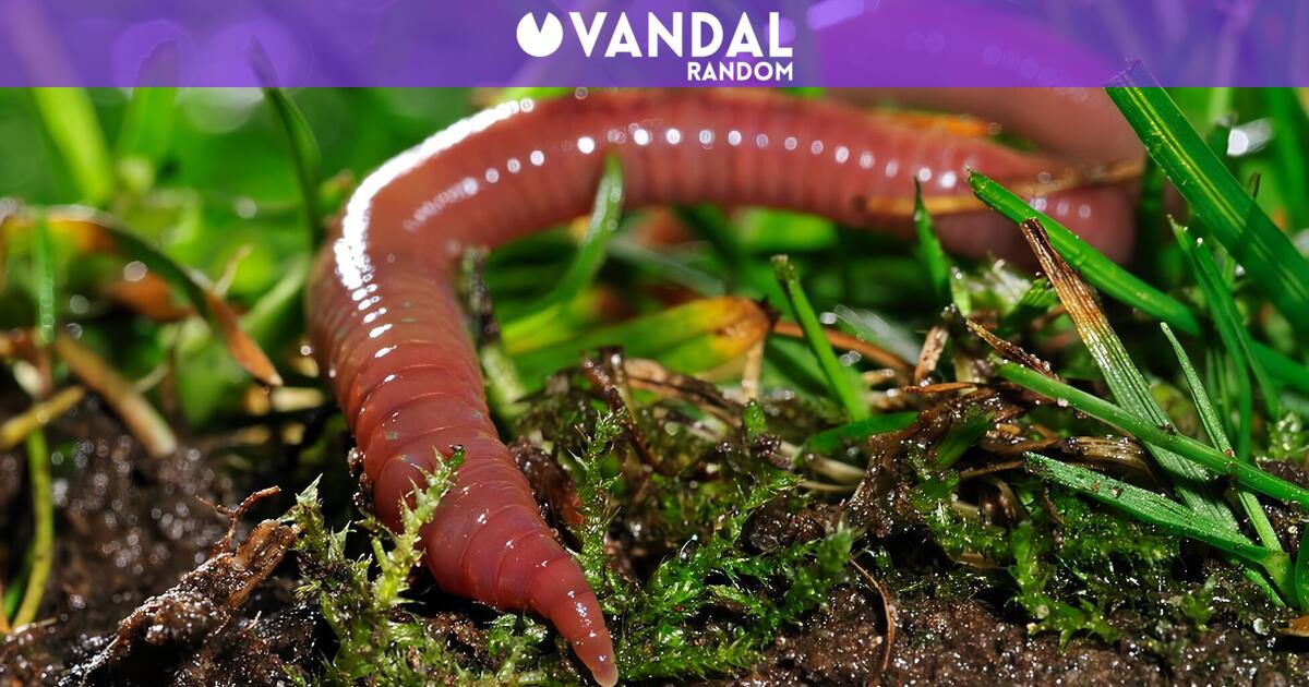 Científicos españoles descubren que el secreto de la evolución se ...