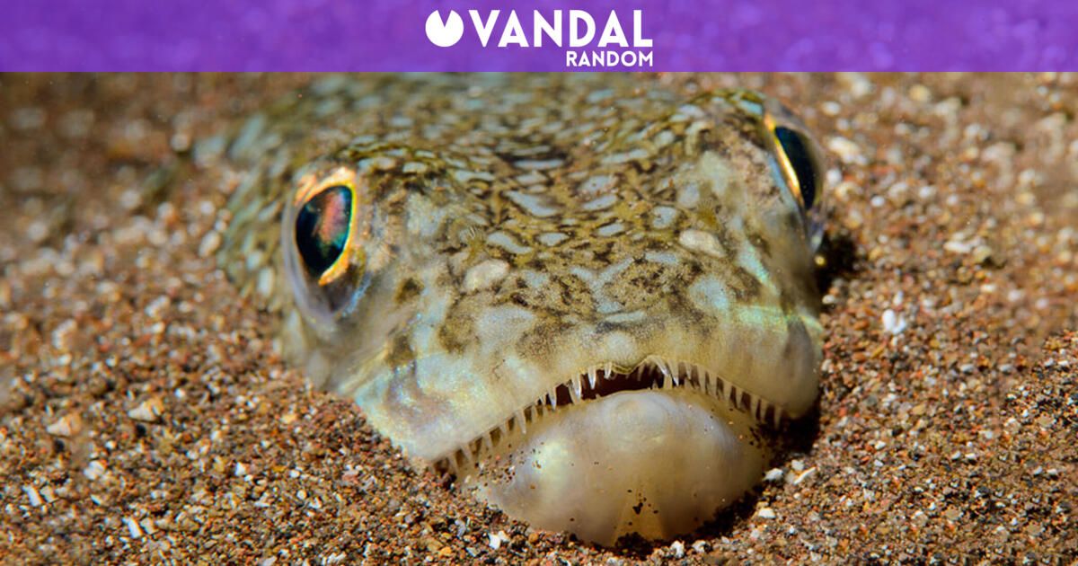 Cuidado con la faneca, el pez araña que ya ha picado a más de 700 ...