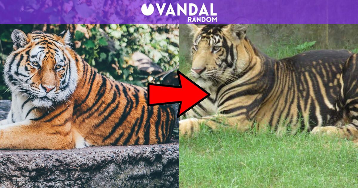 Los tigres negros de la India tienen rayas gigantes por una mutación ...
