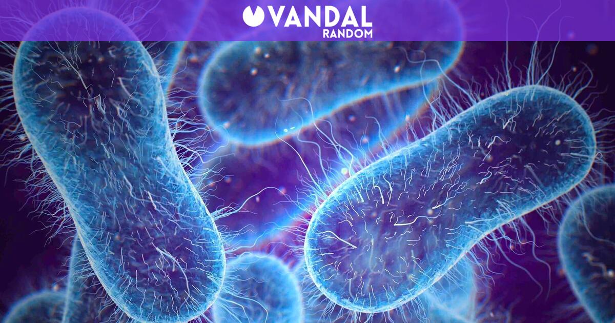 Alarma y preocupación por la llamada 'bacteria pesadilla' y los ...